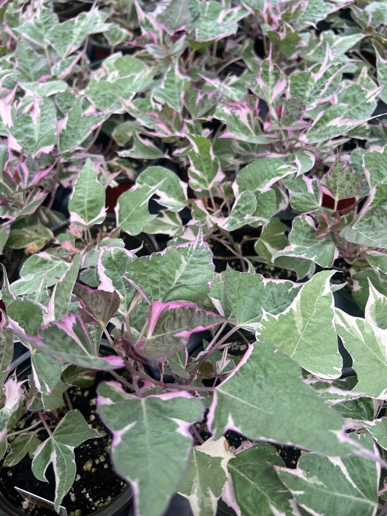 4.5” Live Sweet Potato Vine (tricolor) - Etsy