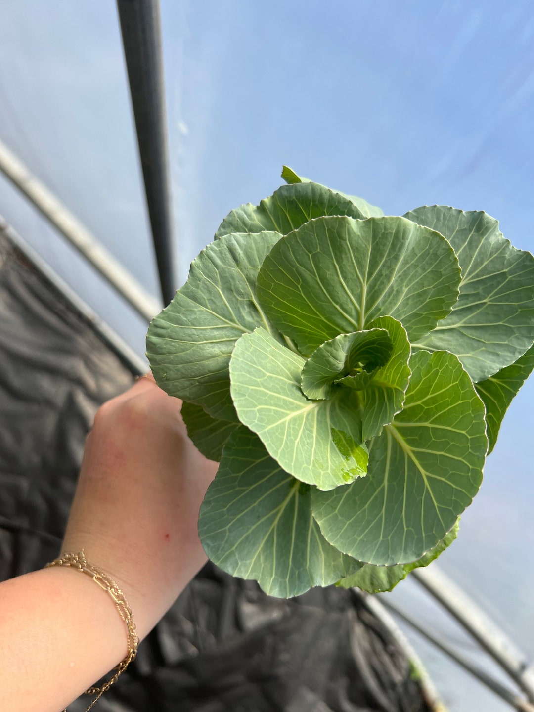 Bravo Cabbage Plugs - Etsy