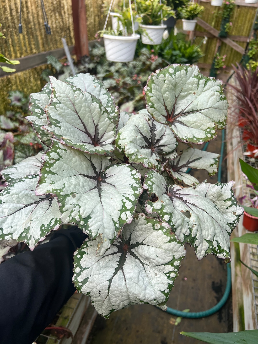 6” Rooted Rex Begonias - Etsy