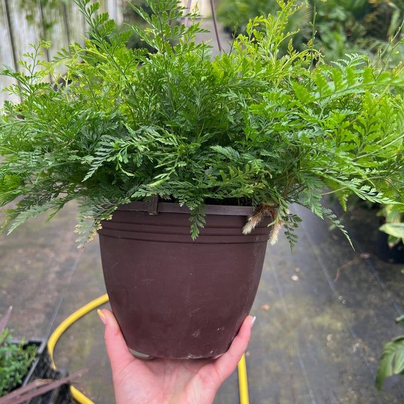 Rabbit Foot Fern - Etsy