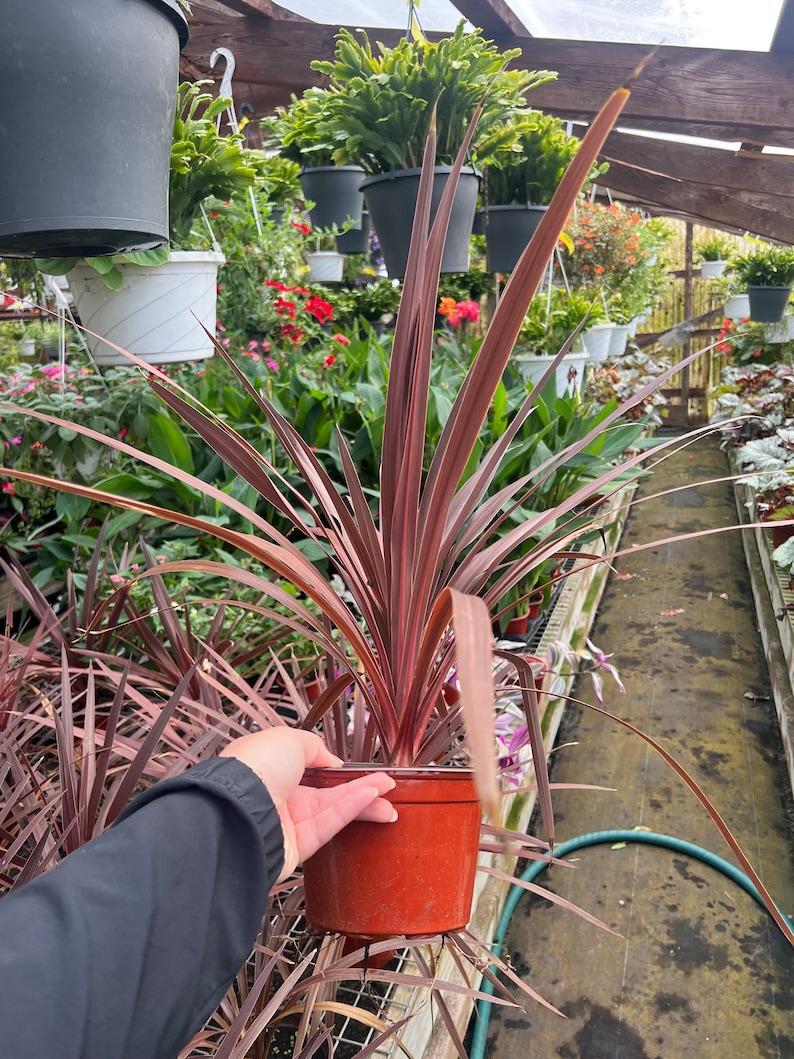 6” Rooted Red Spike (cordyline) - Etsy