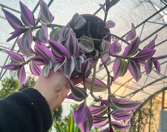 Pink Tradescantia Nanouk, Variegated Wandering Jew, Exclusive 4 Inch - Etsy