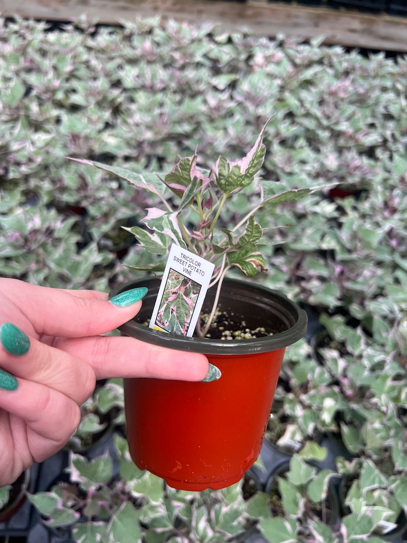 4.5” Live Sweet Potato Vine (tricolor) - Etsy