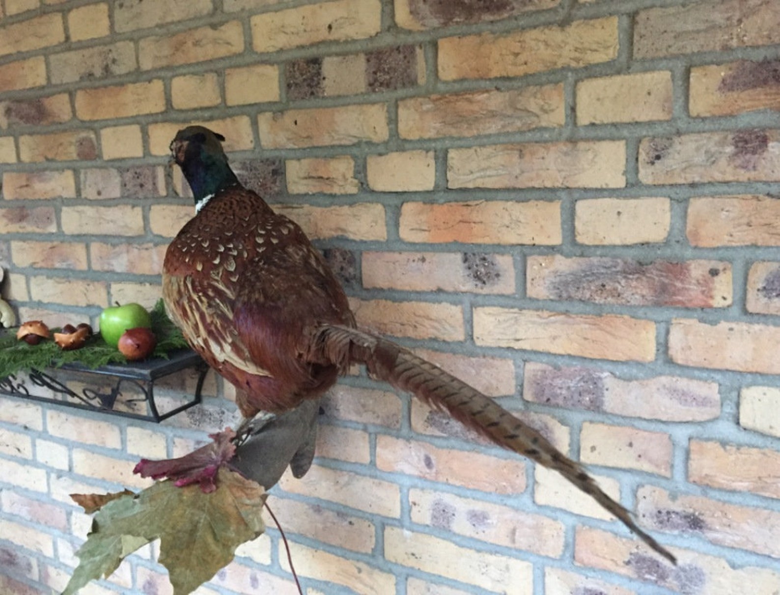 Taxidermy Colorful Pheasant, Prepared Pheasant, Animals Home Decor ...