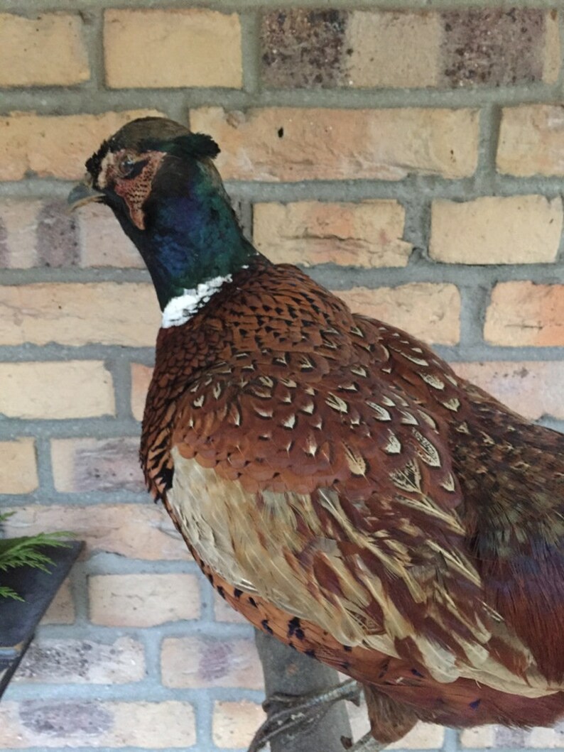 Taxidermy Colorful Pheasant, Prepared Pheasant, Animals Home Decor ...