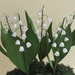 Lily of the Valley, Handmade Paper Flower - Etsy