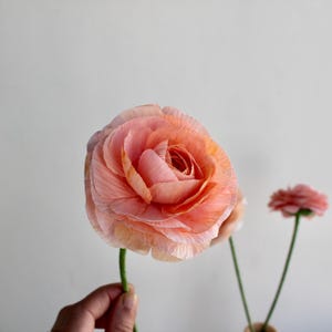 Sunshine Ranunculus Paper Flowers - Handcrafted Home Decor, Wedding ...