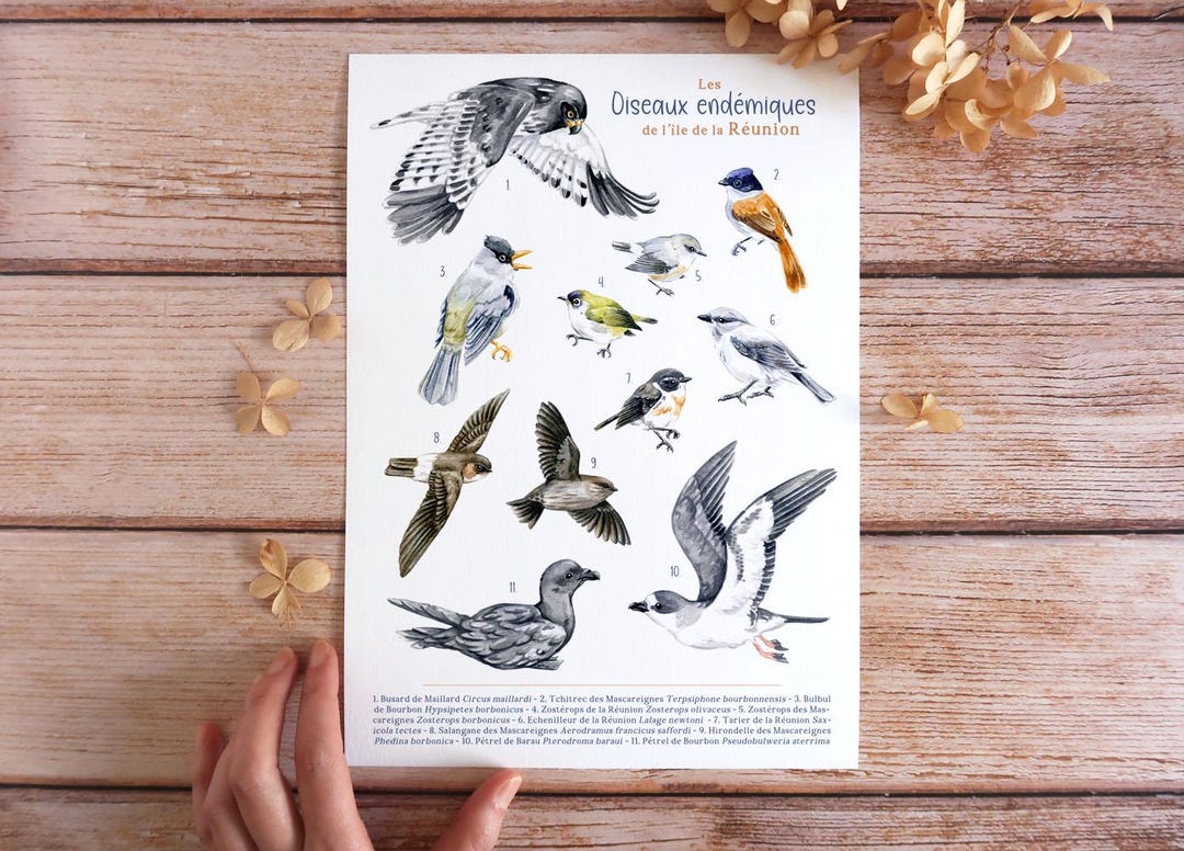 Naturalist Poster the Endemic Birds of Reunion Island Watercolor ...