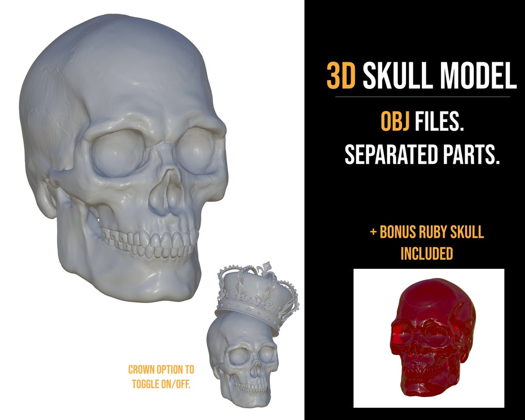 3D Skull Model: Human Skull Reference for Procreate, Nomad (OBJ ...