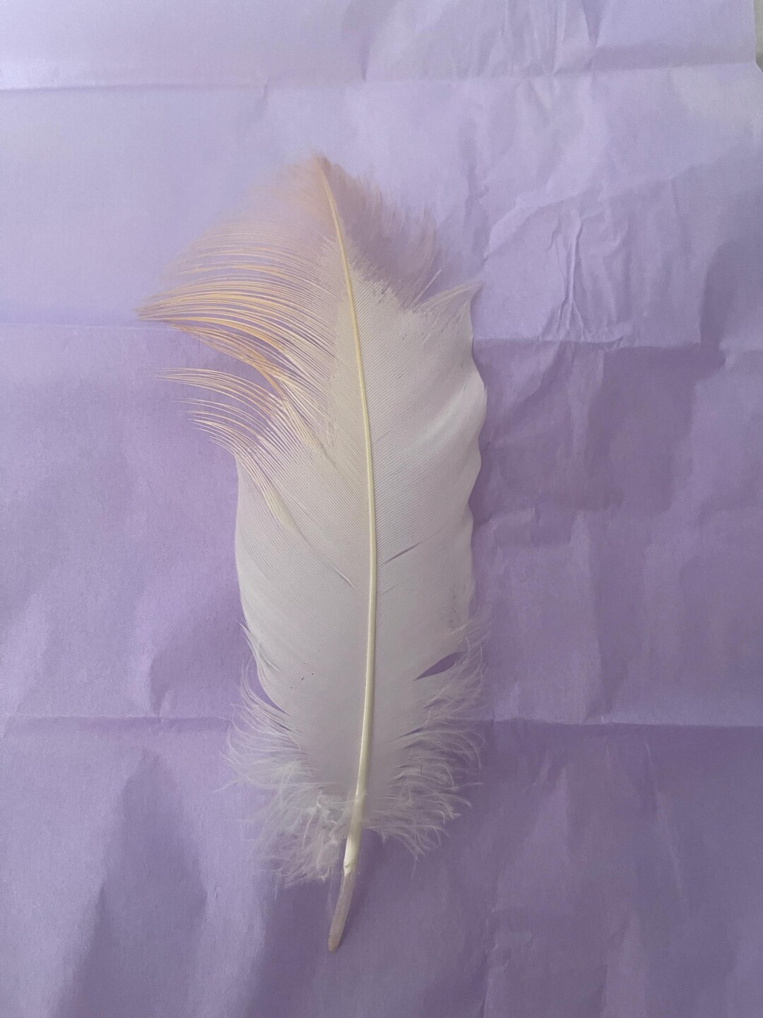 Sacred Ibis Bird Feather - Etsy