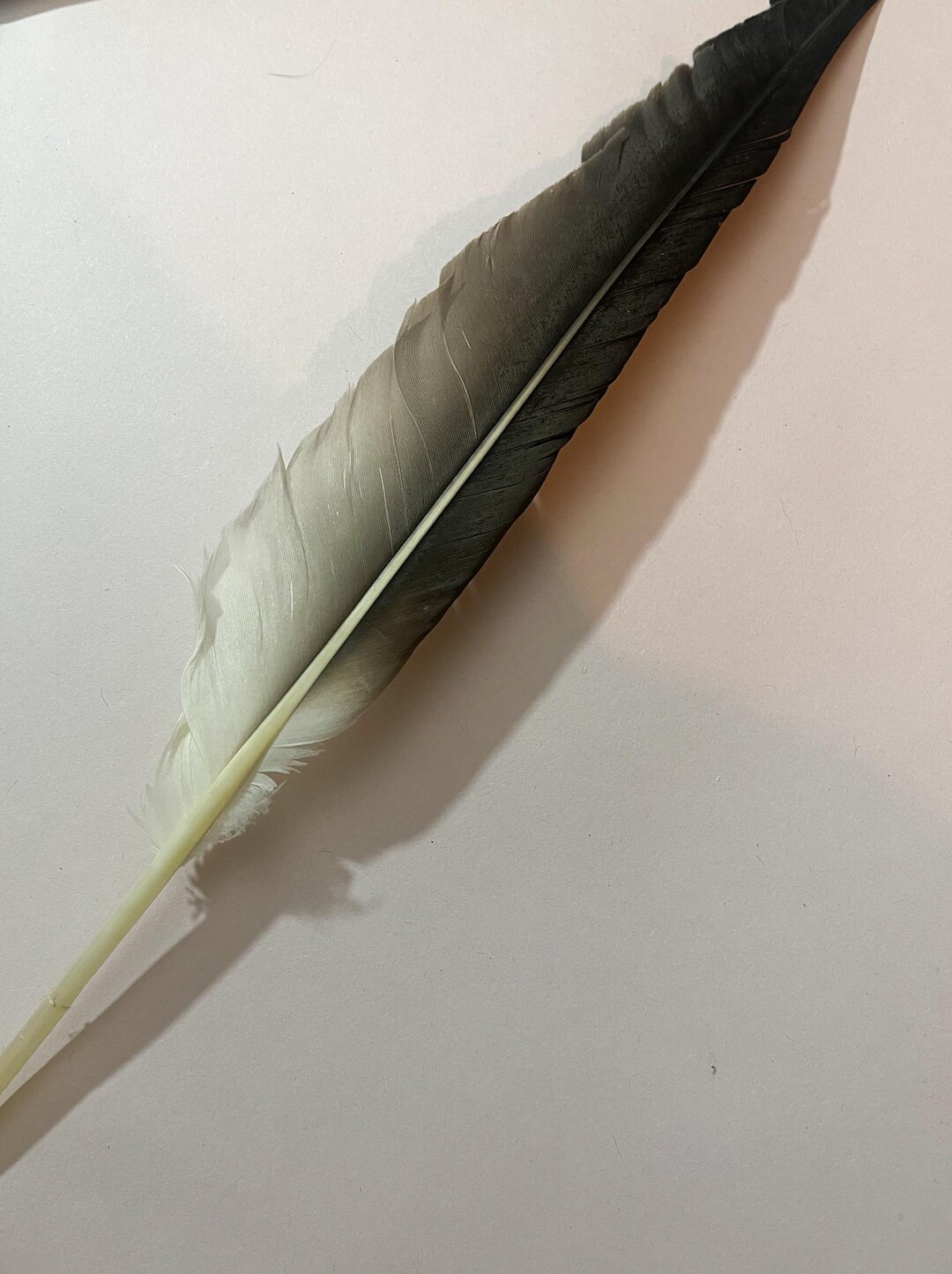Seagul Feather Natural Molted Feather Cruelty Free, Birds of Prey ...