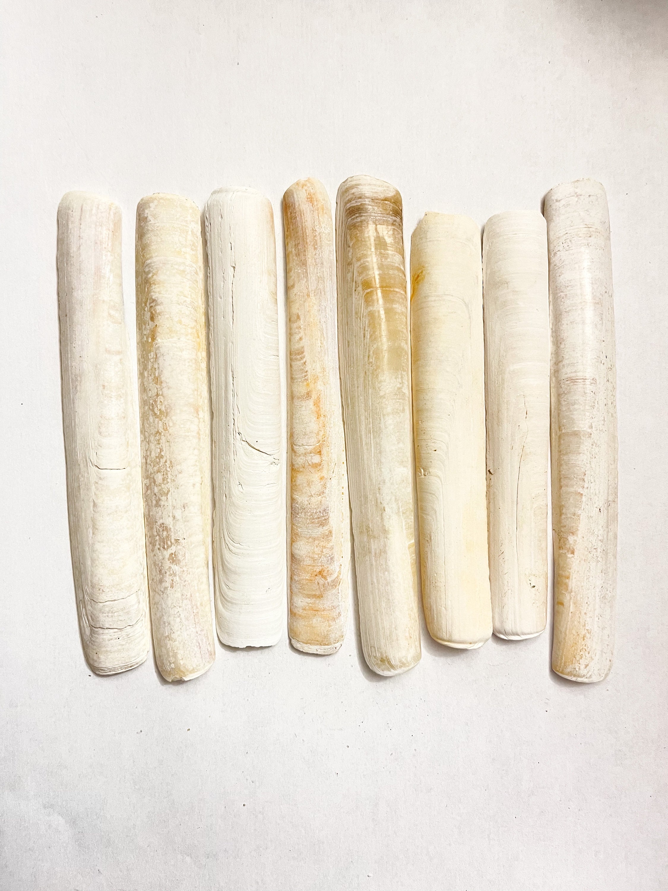 Razor Clam Shells 20. Diy . Seashell - Etsy