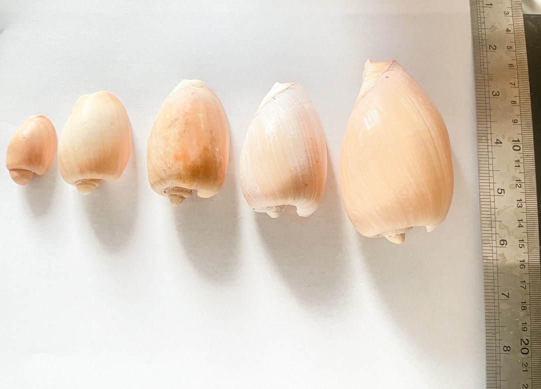 4 Melon Shells. Portuguese . Natural - Etsy