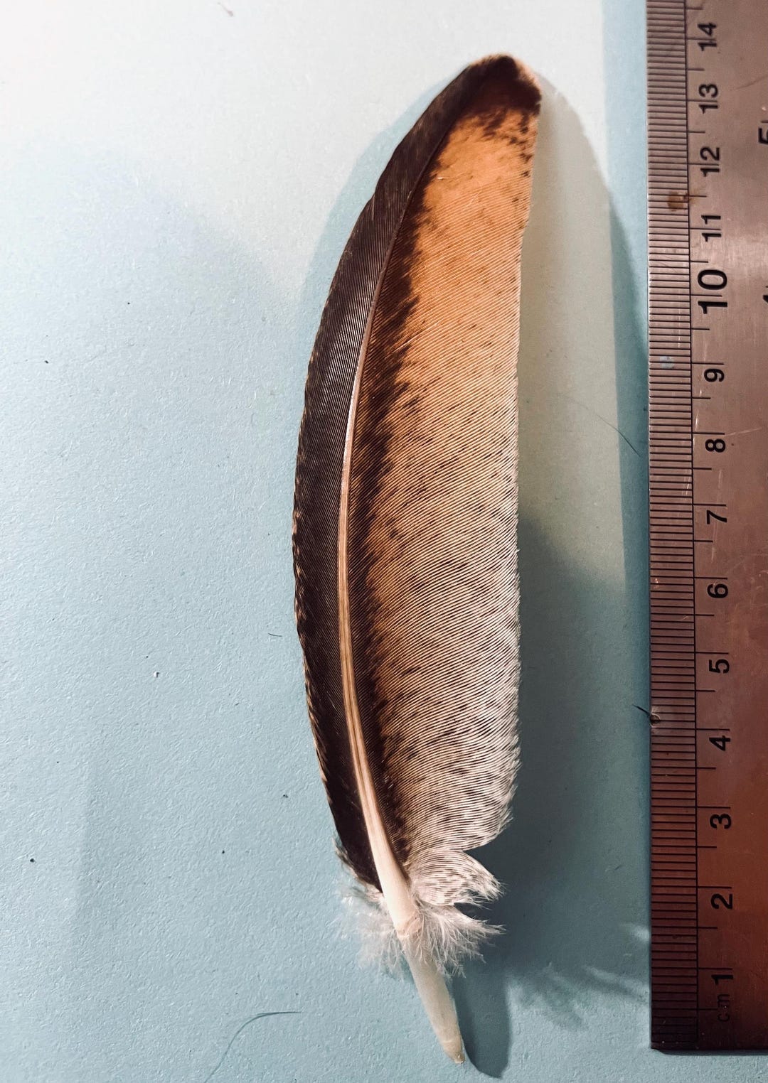 Natural Molted Eagle Feather, Cruelty Free - Etsy