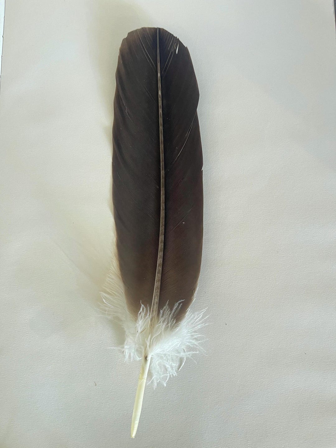 Vulture Feather Natural Molted Big Tail Feather Black Feather Volture ...