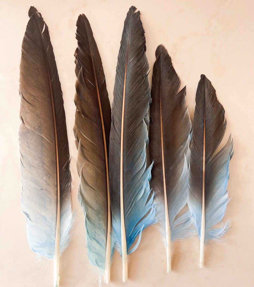 Seagull Feathers 5 , Arts and Craft Supplies - Etsy