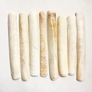 Razor Clam Shells 20. Diy . Seashell - Etsy