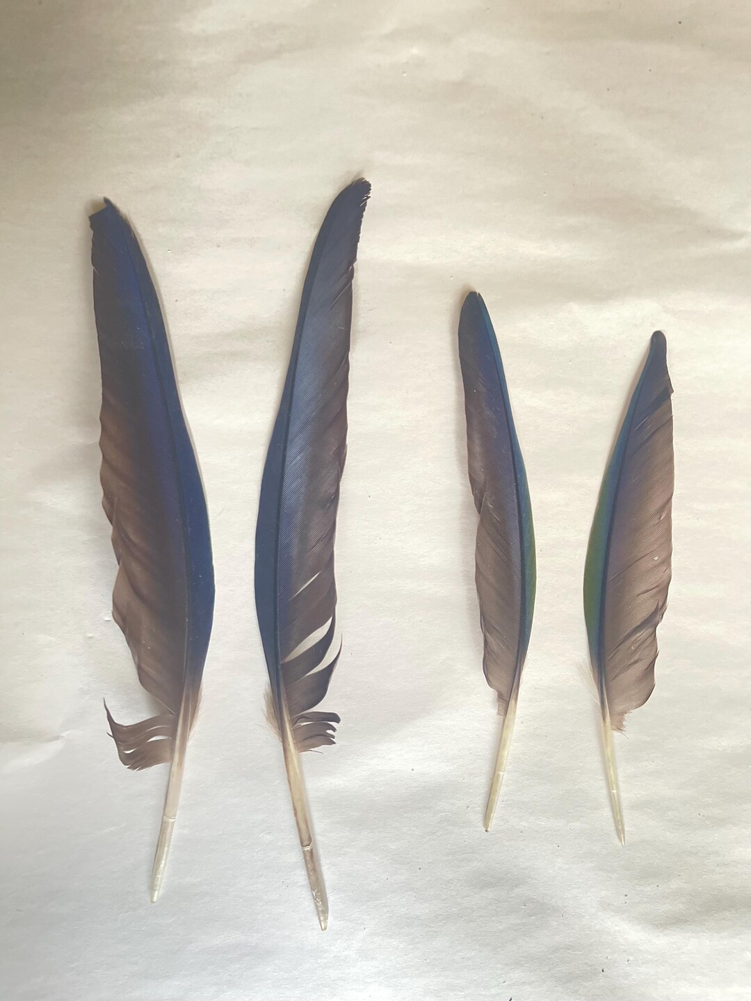 Natural Macaw Parrot Wing Feathers , Bird Feather , Natural Molted - Etsy