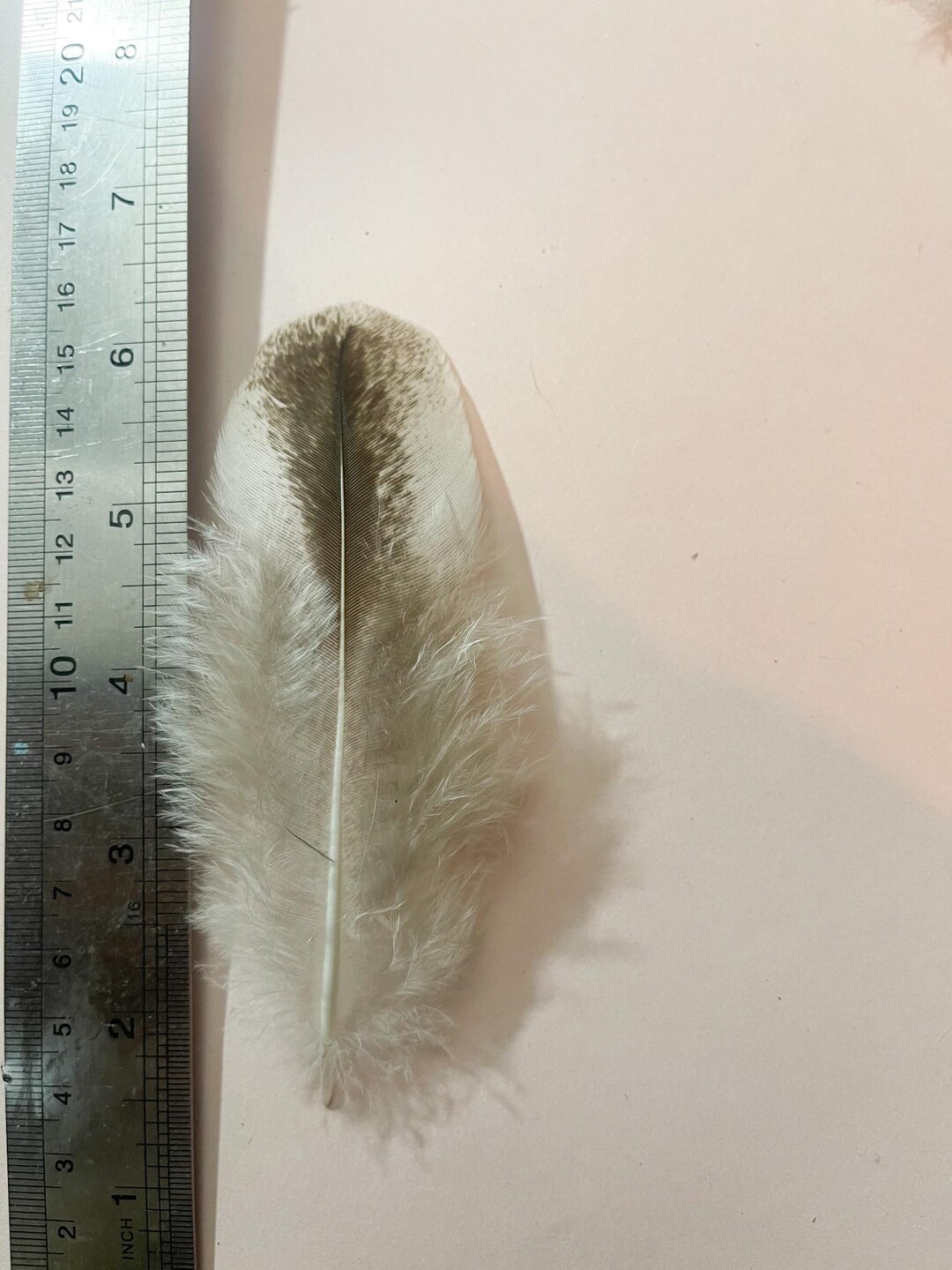 Natural Molted Eagle Feather: Cruelty-free Bird of Prey Plume - Etsy