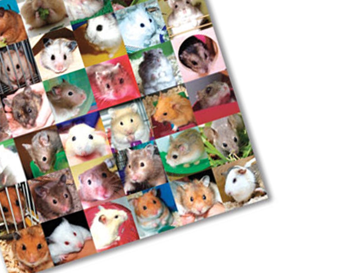 Cute Hamsters Card - Etsy UK