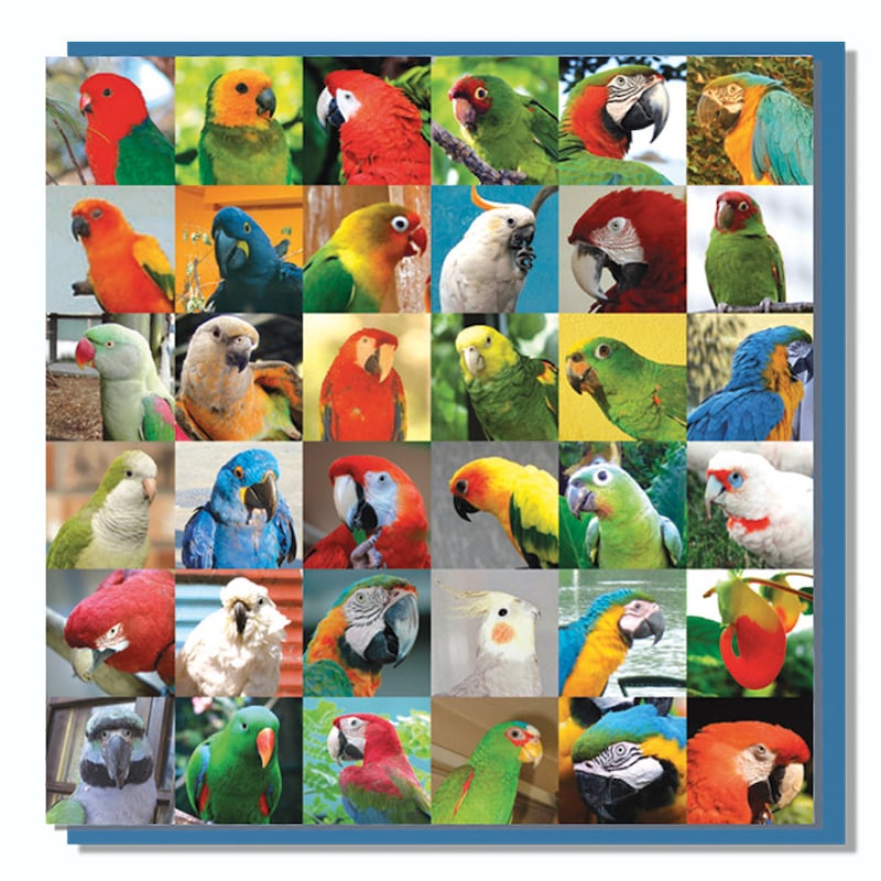 Parrot Card - Etsy