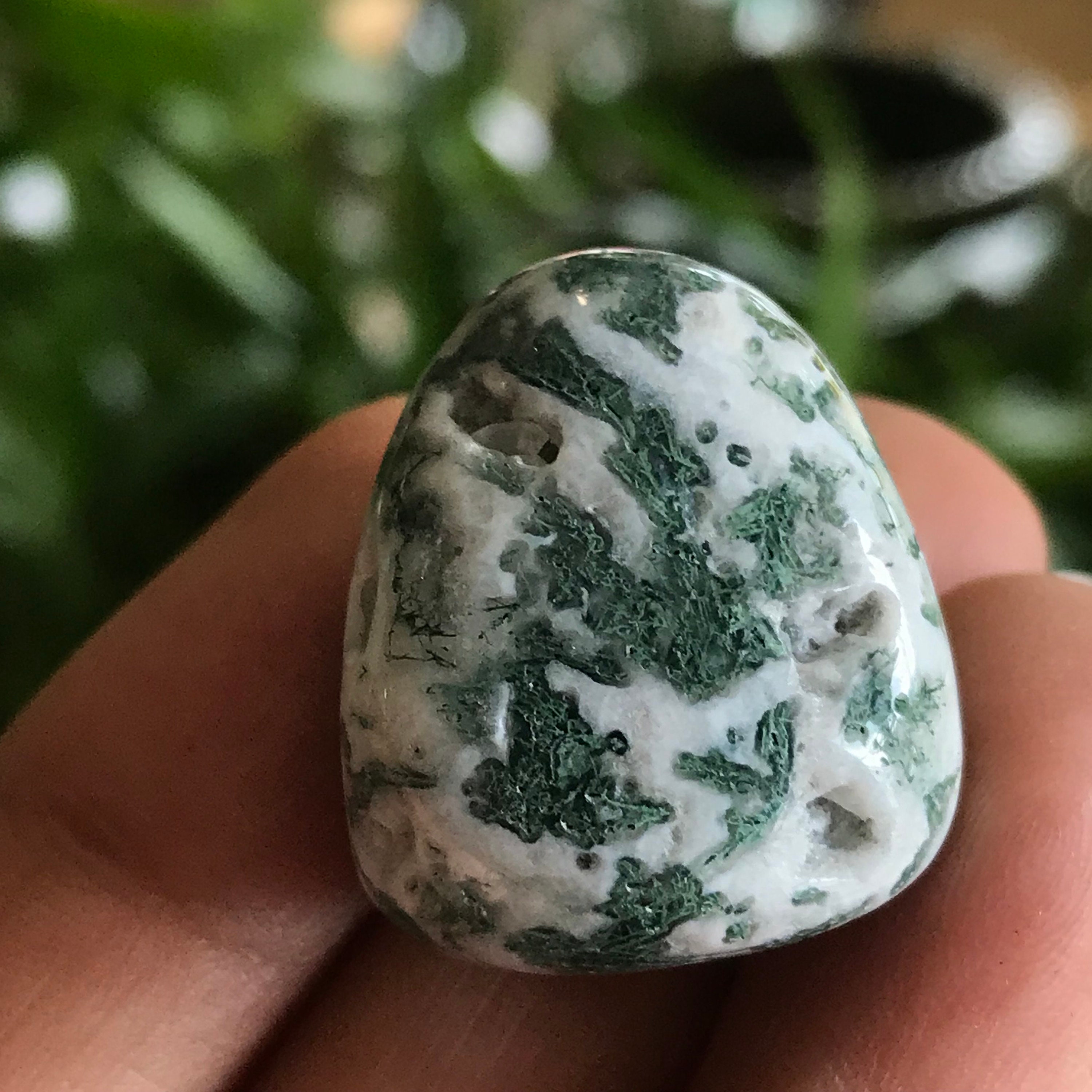 Tree Agate Tumbled - Etsy