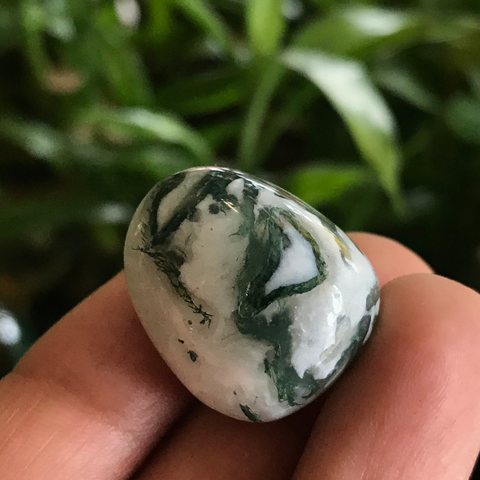 Tree Agate Tumbled - Etsy