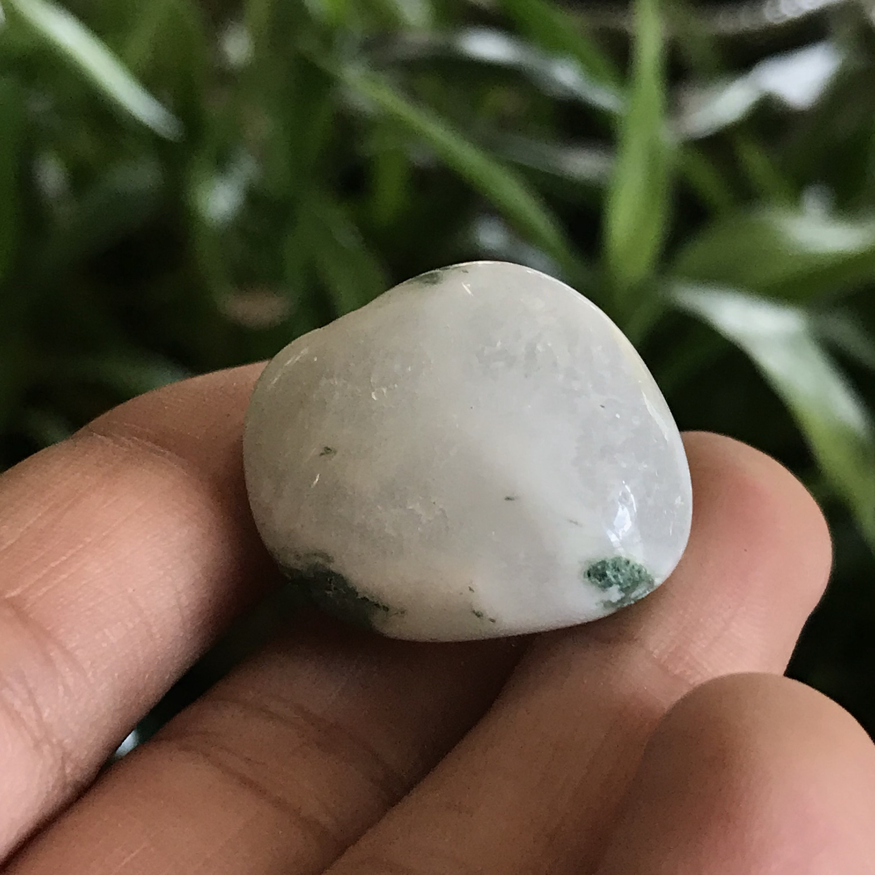 Tree Agate Tumbled - Etsy