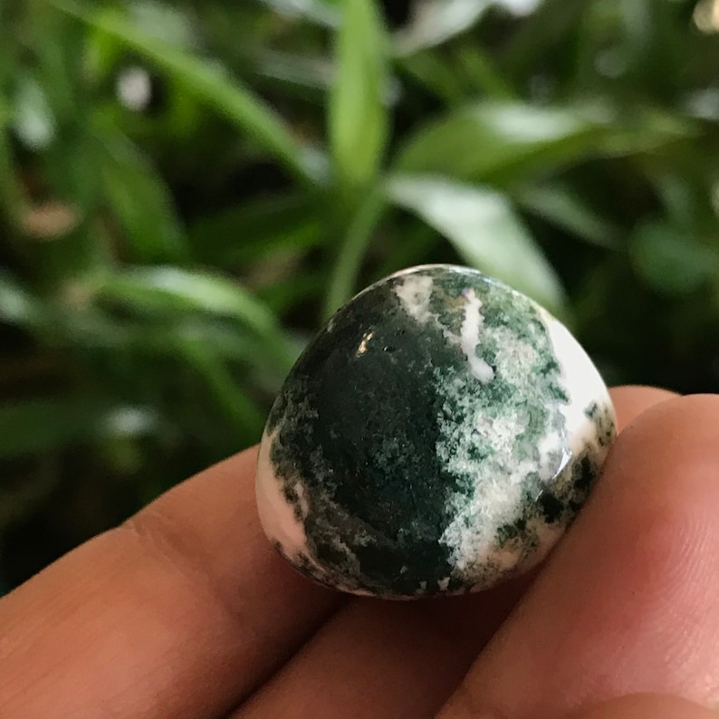 Tree Agate Tumbled - Etsy