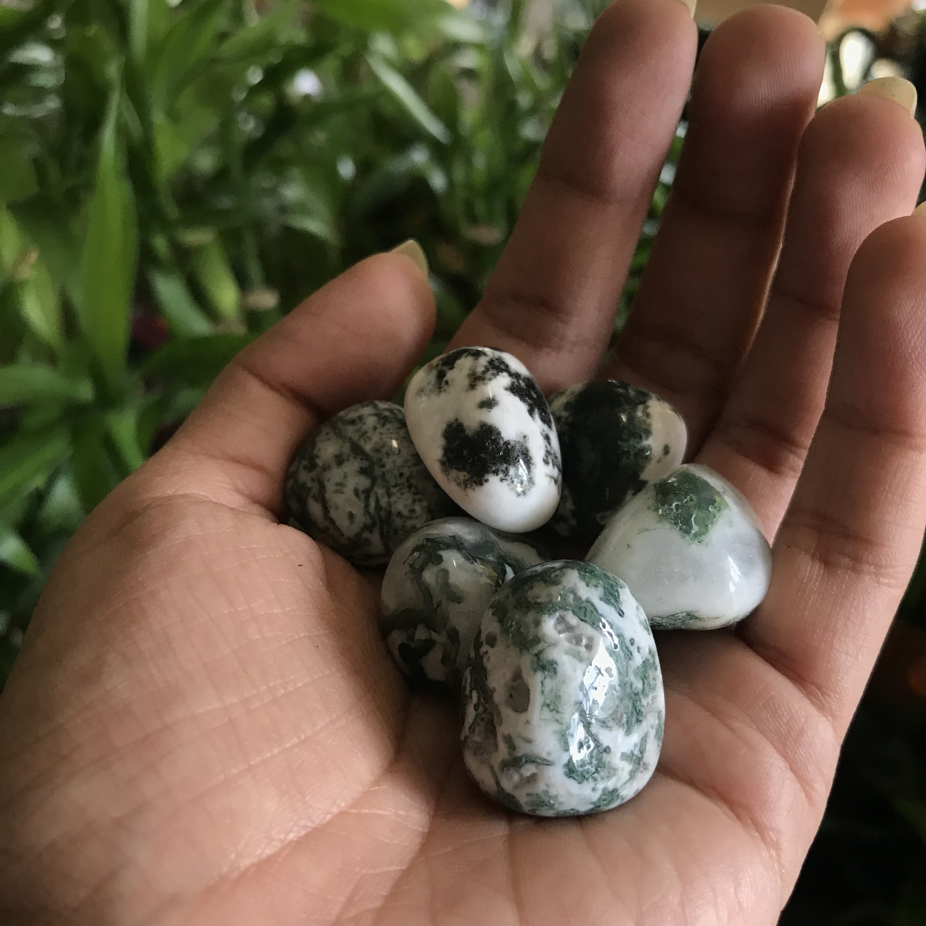Tree Agate Tumbled - Etsy