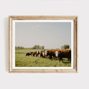 Fine Art Photography Print - "twinning" - Cow Minimalist Art - Ranch ...