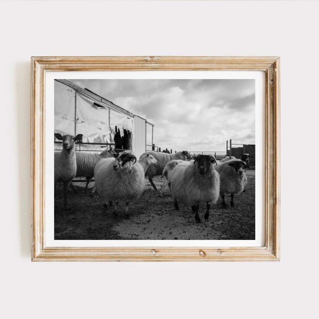 Fine Art Photography Print - "misfits" - Sheep Minimalist Art - Ranch ...