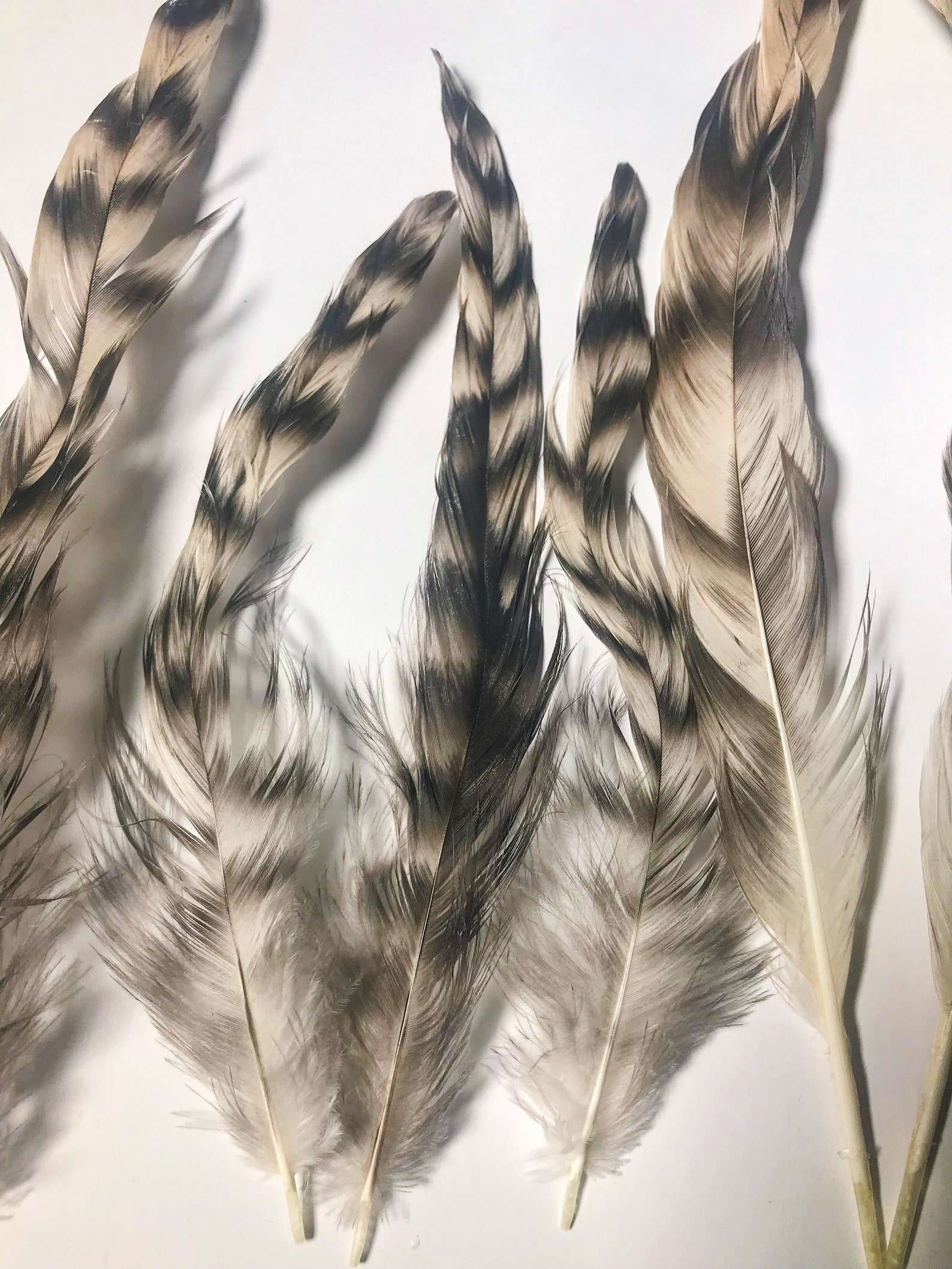 Natural Grey and Cream/white Feather 7 Pcs. - Etsy Sweden