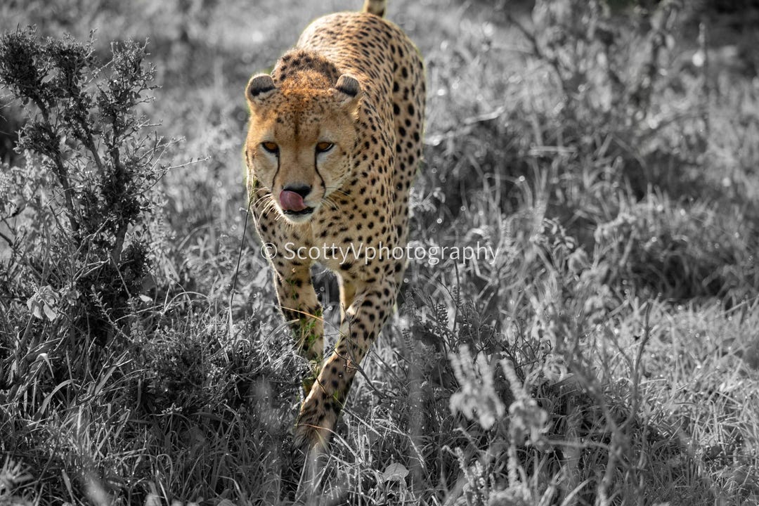 Cheeha Picture, Wild Cheeta Photo, Maasai Mara, Masai, Female Cheetah ...