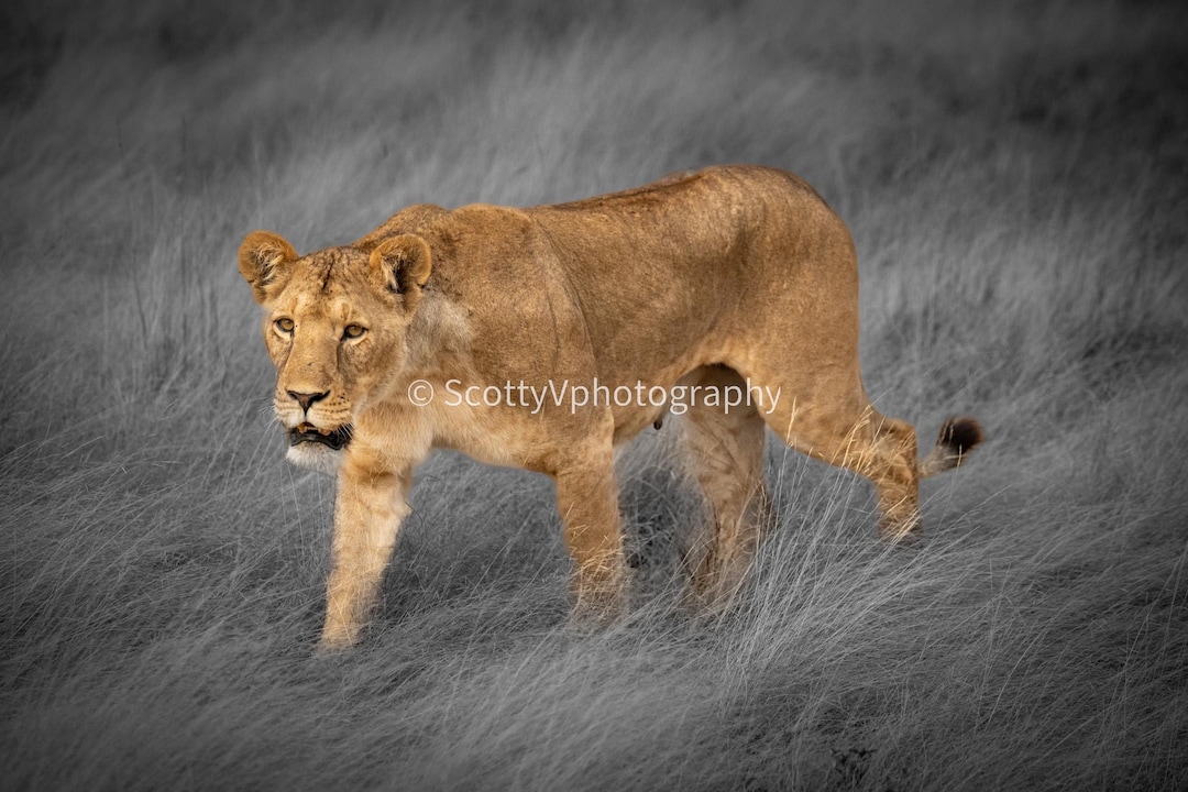 Lion Photo, Wild Lion Picture, Black and White, Maasai Mara, Masai ...