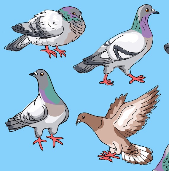 Cute Pigeon Drawing