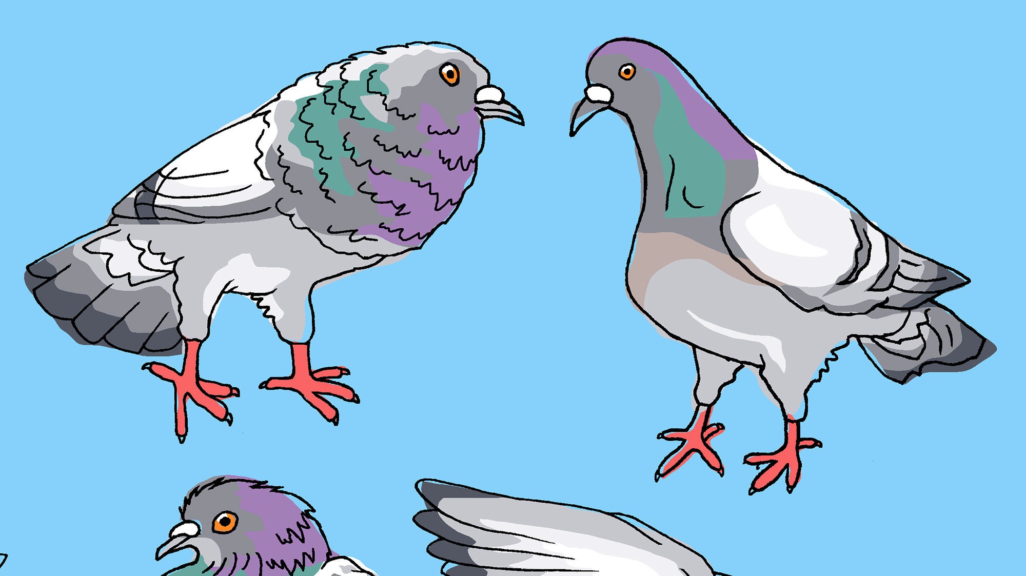 Pigeon Picture Cartoon