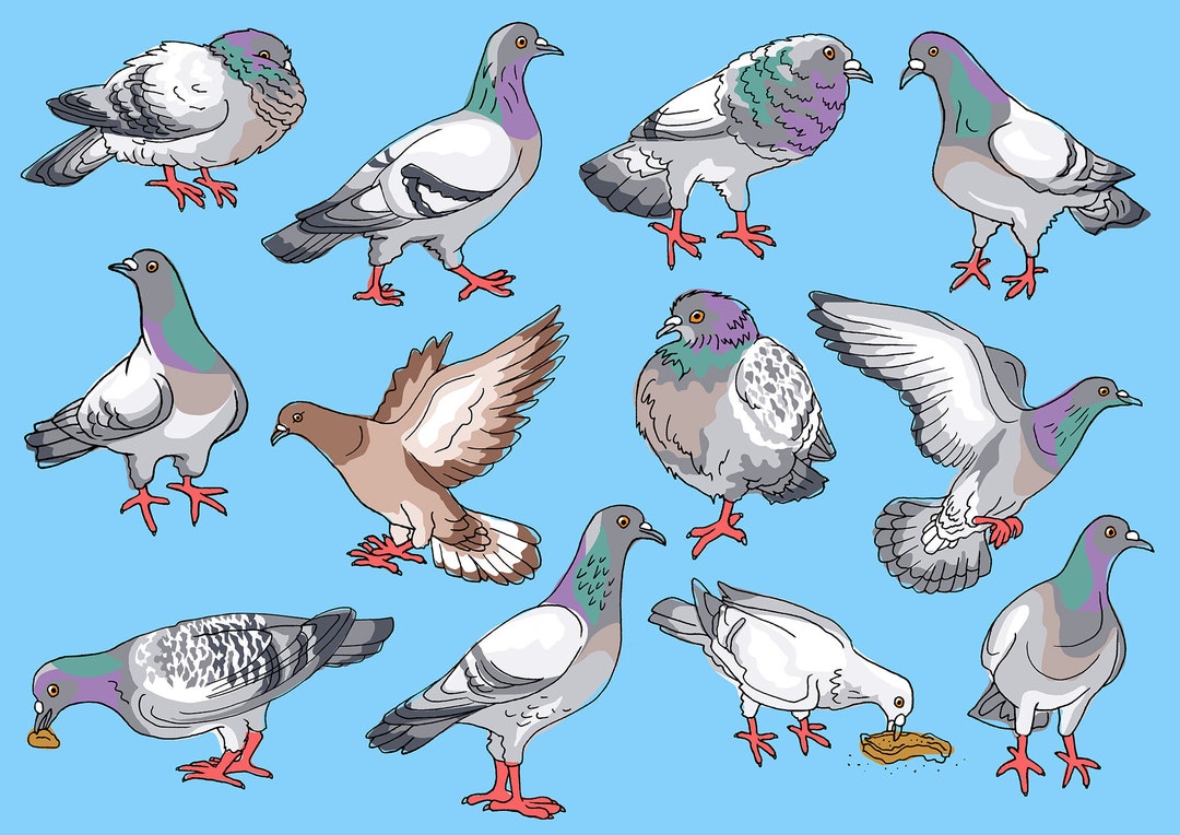 Birds Pigeons Humorous Art Print, Signed Artist Edition - Etsy Norway