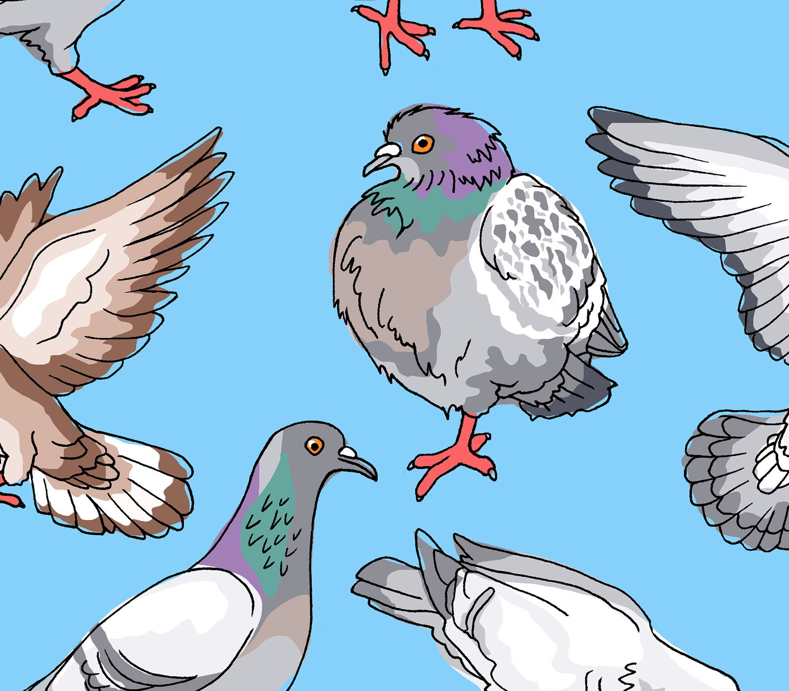 Birds Pigeons Humorous Art Print, Signed Artist Edition - Etsy