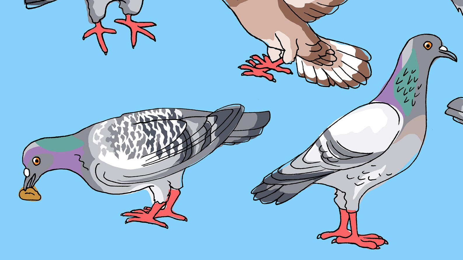 Birds Pigeons Humorous Art Print, Signed Artist Edition - Etsy