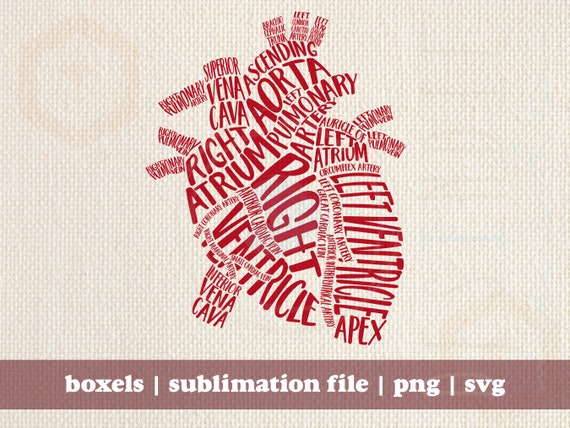 Word Art Heart Anatomy