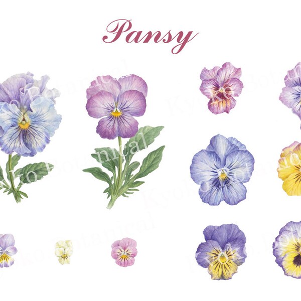 Pansy Watercolor - Etsy