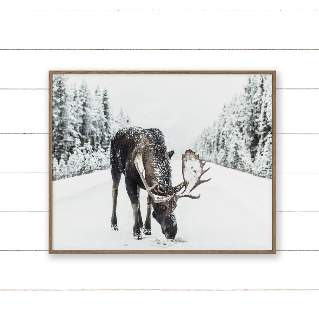 Winter Moose. Instant Download Printable Art. Photography. Moose Art ...