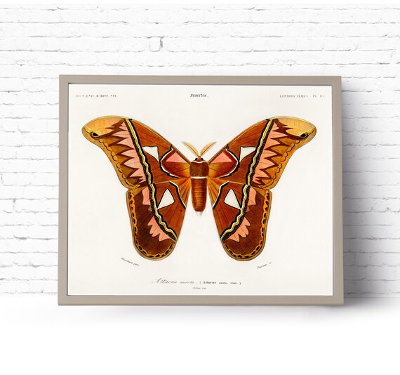 Instant Download Printable Art. Attacus Atlas Moth. Vintage | Etsy
