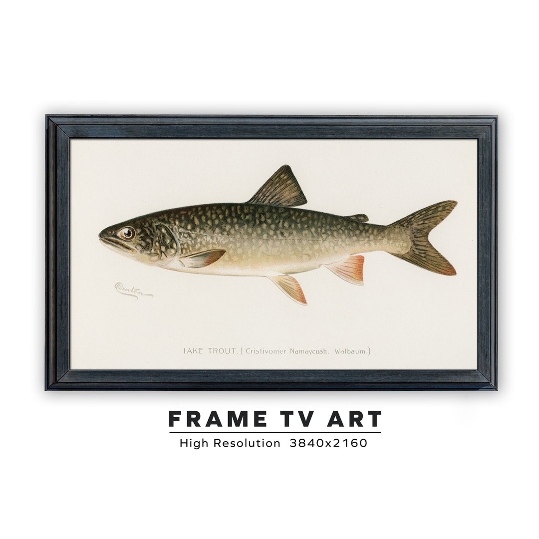 Samsung Frame TV Art. Lake Trout. Denton Illustration. Vintage Fish Art ...