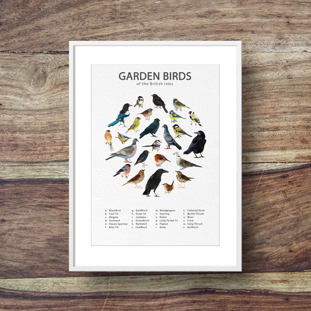Garden Bird Poster (indentification Poster, British Garden Birds, Wren ...