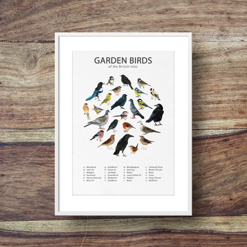 Bird Art Poster - Etsy