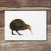 Kiwi new Zealand Art, New Zealand Birds - Etsy UK