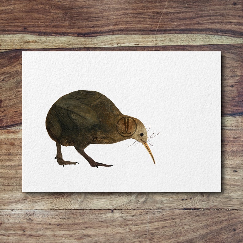 Kiwi (new Zealand Art, New Zealand Birds) - Etsy
