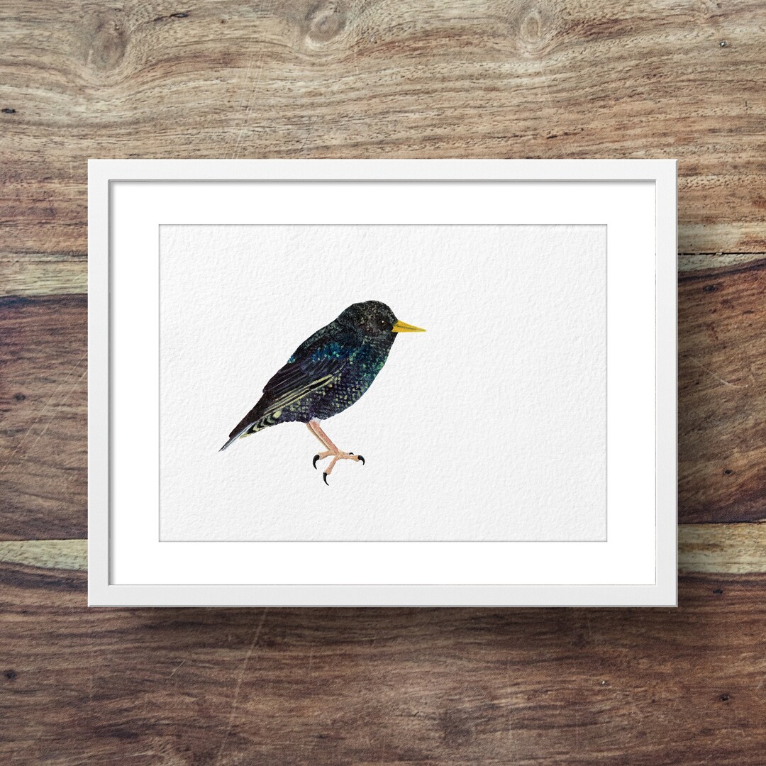 Starling (starling Art, Starling Print, Garden Bird Art) - Etsy